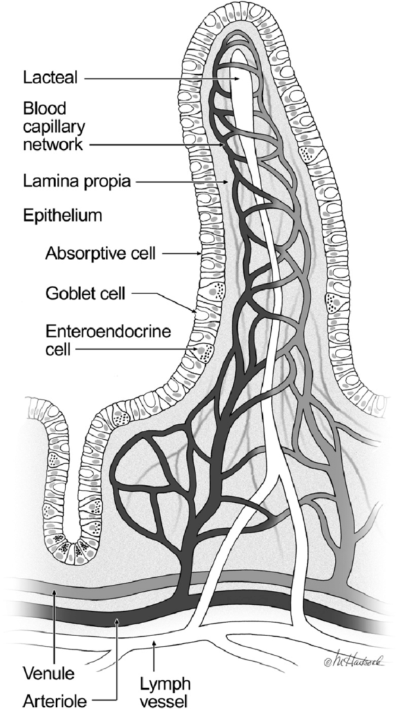 IB DP Biology Topic 6: Human physiology : 6.1 Digestion and absorption ...
