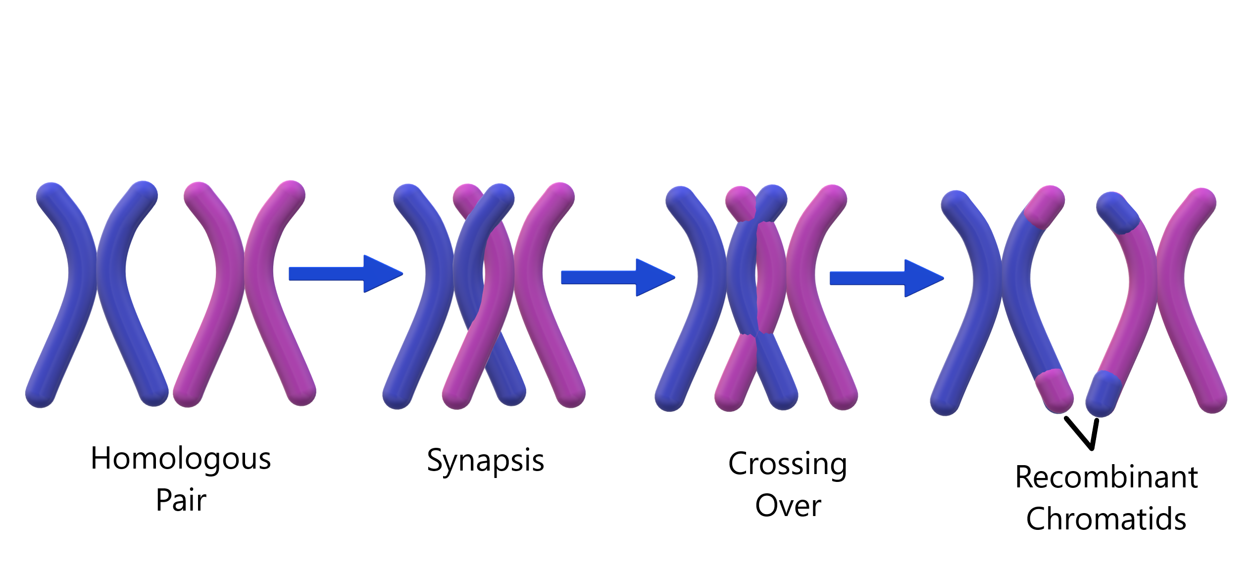 IB DP Biology D2.1 Cell and nuclear division-FA 2025- IB Style Question ...