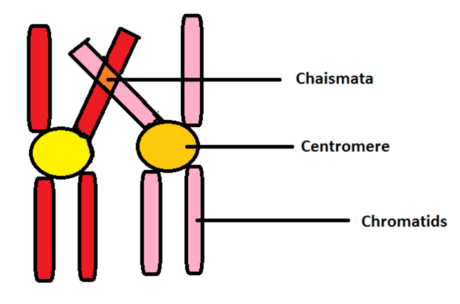 IB DP Biology Topic 10: Genetics and evolution :10.1 Meiosis-HL Paper 1