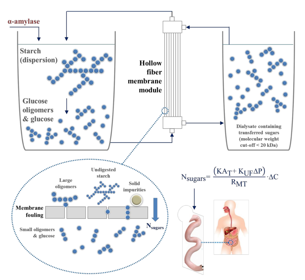 IB DP Biology B3.2 Transport IB Style Question- SL Paper 1