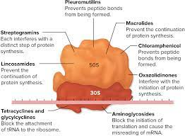 IB DP Biology 1.2 Ultrastructure of cells Question Bank HL Paper 1