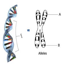 IB DP Biology D1.3 Mutations and gene editing IB Style Questions For SL ...