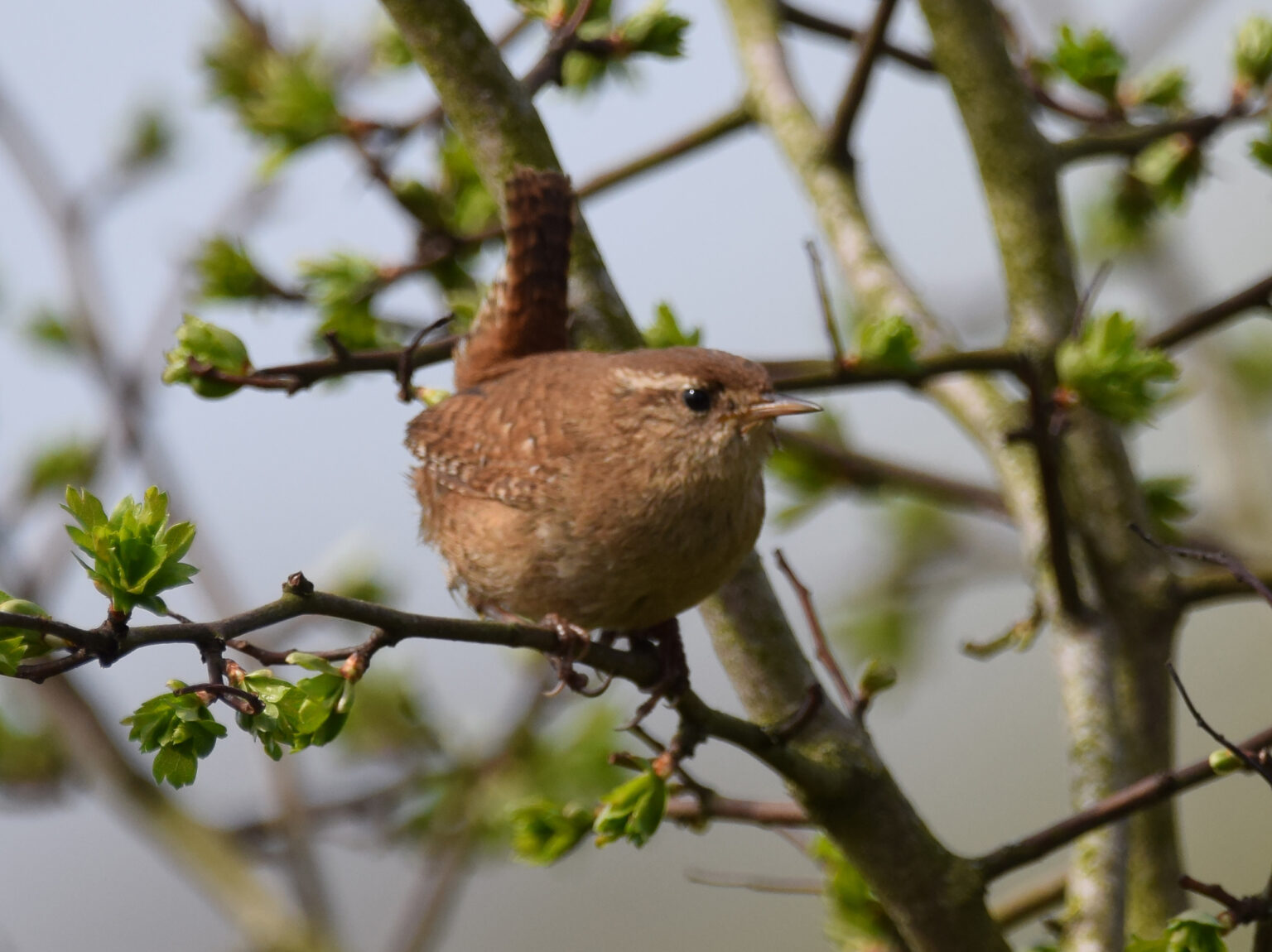 IB DP Biology Topic 5: Evolution and biodiversity : 5.2 Natural ...