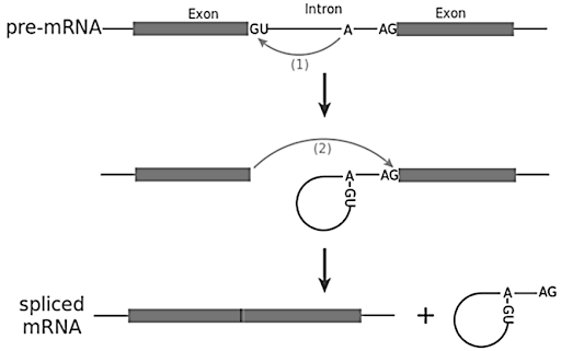 IB DP Biology Topic 7: Nucleic acids : 7.1 DNA structure and ...