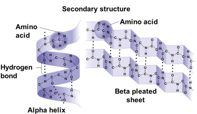 IB DP Biology Topic 7: Nucleic acids :7.3 Translation Question Bank HL ...