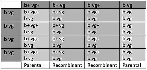 IB DP Biology Topic 10: Genetics and evolution :10.2 Inheritance HL Paper 1