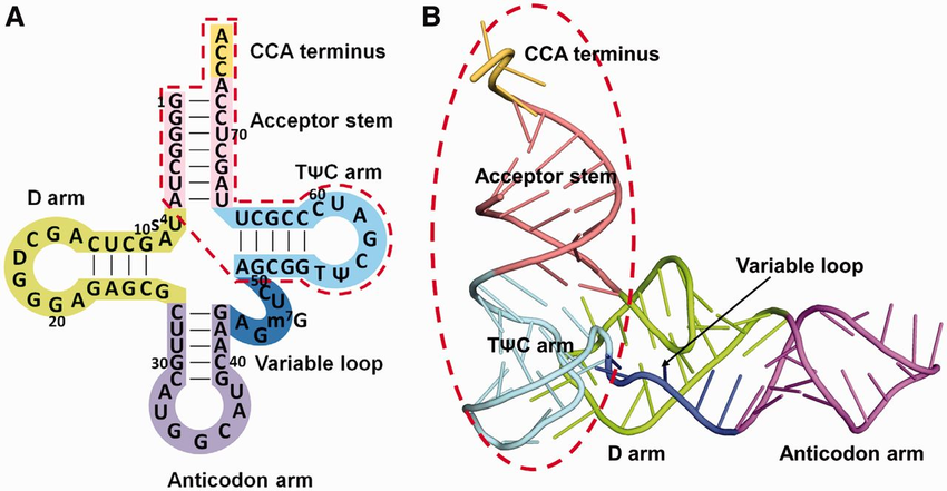 IB DP Biology Topic 7: Nucleic acids :7.3 Translation Question Bank HL ...