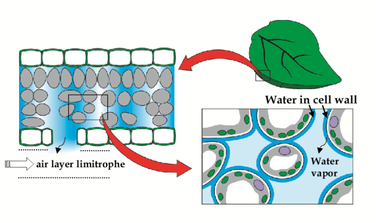 A level Biology 7.1 Structure of transport tissues - Exam style ...