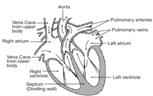 iGCSE Biology (0610)-9.2 Heart - iGCSE Style Questions Paper 1