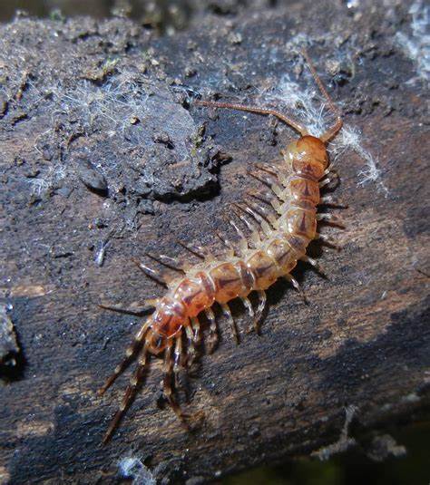 iGCSE Biology (0610) 1.2 Concept and uses of classification systems ...