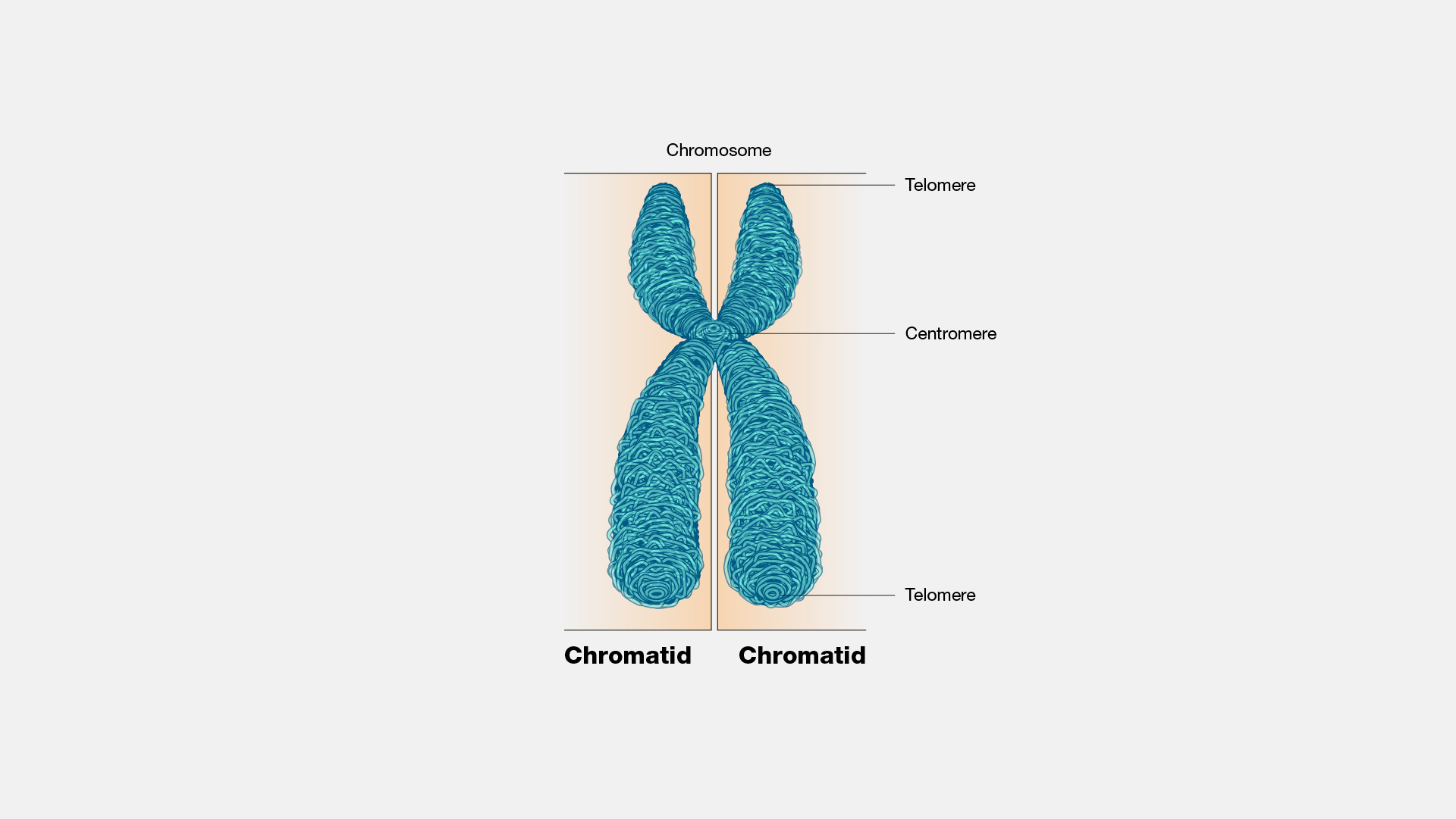 iGCSE Biology (0610)-17.1 Chromosomes, genes and proteins - iGCSE Style ...
