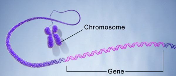 iGCSE Biology (0610)-17.1 Chromosomes, genes and proteins - iGCSE Style ...