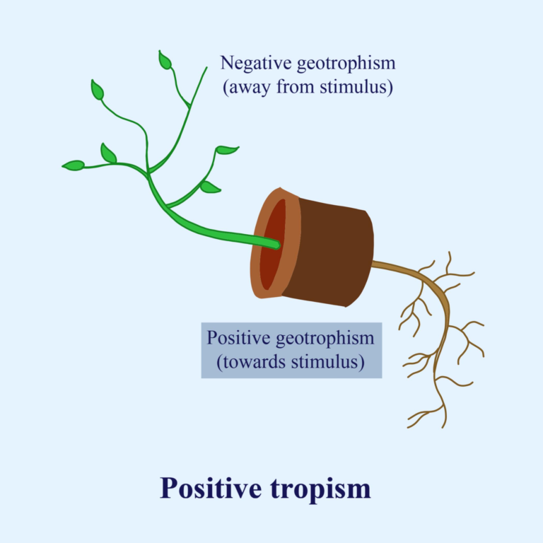iGCSE Biology (0610)-14.5 Tropic responses - iGCSE Style Questions Paper 1