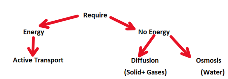 IB MYP Biology Interaction with environment Study Notes