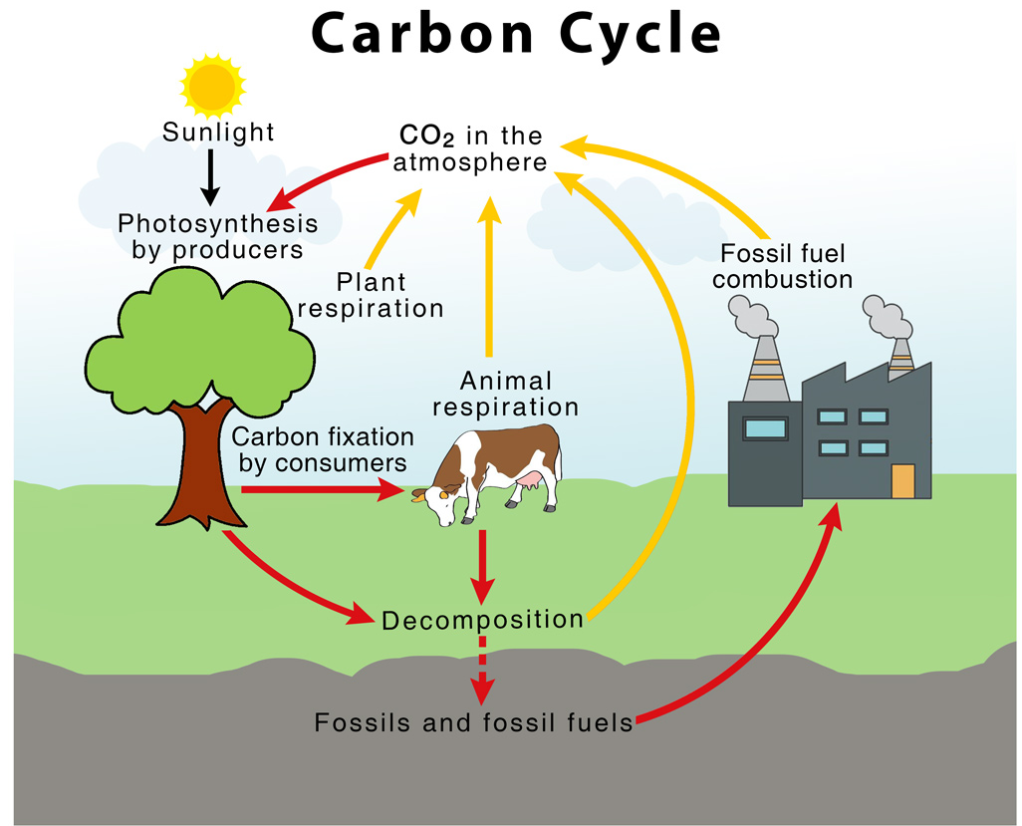IB MYP 4-5 Biology-Photosynthesis- Study Notes