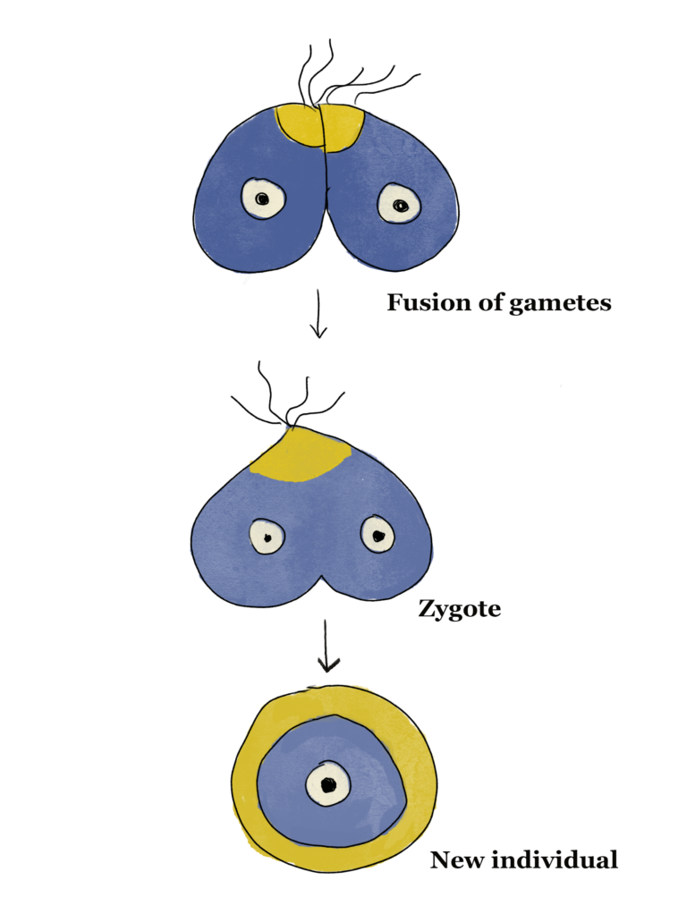 iGCSE Biology (0610)-16.2 Sexual reproduction - iGCSE Style Questions ...