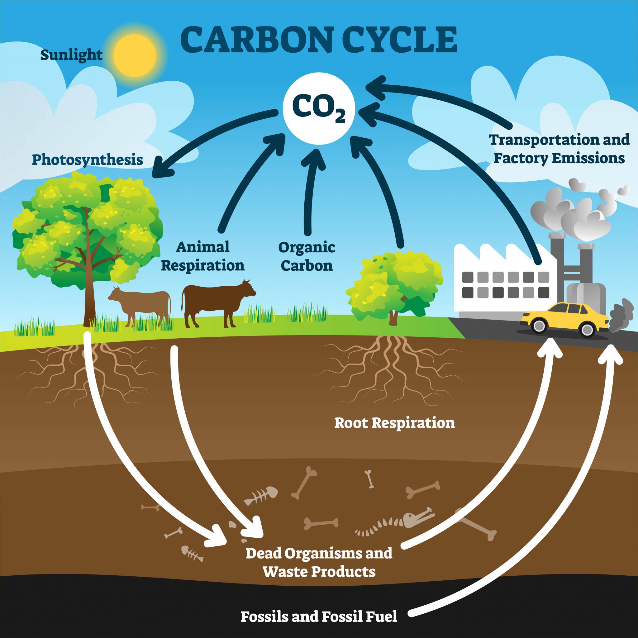 IGCSE Biology 0610 19 1 Energy Flow IGCSE Style ions Paper 1 
