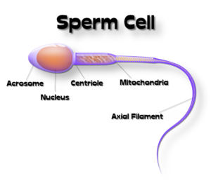 iGCSE Biology (0610)-16.4 Sexual reproduction in humans - iGCSE Style ...