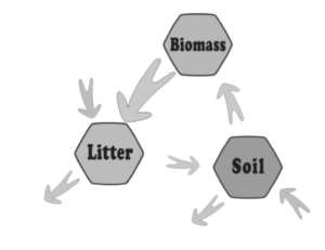 IB DP Biology A4.2 Conservation of biodiversity- FA 2025- IB Style ...
