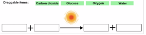 IB MYP Biology photosynthesis Exam Style Practice Questions
