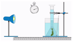 IB MYP Biology : Process - photosynthesis Practice Question - IBDP, MYP ...