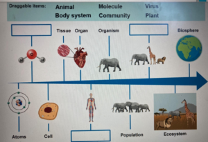 IB MYP Biology : Evolution - biodiversity Practice Question