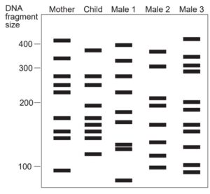 IB DP Biology D1.1 DNA replication -FA 2025- IB Style Questions For SL ...