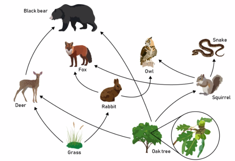 IB MYP Biology food chains and webs Practice Questions