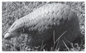 IB DP Biology A4.2 Conservation of biodiversity- FA 2025- IB Style ...