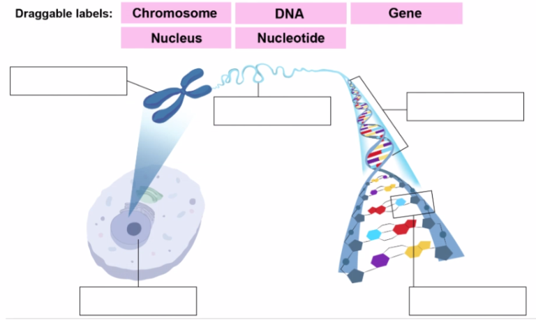 IB MYP Biology : Evolution - DNA and genetics Practice Question