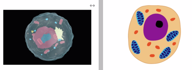 IB MYP Biology : Cells - structure and function Practice Question ...