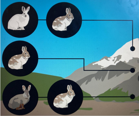 IB MYP Biology : Human interactions with environments - habitat change ...