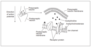 IB DP Biology- C2.2 Neural signaling -FA 2025- IB Style Questions For ...