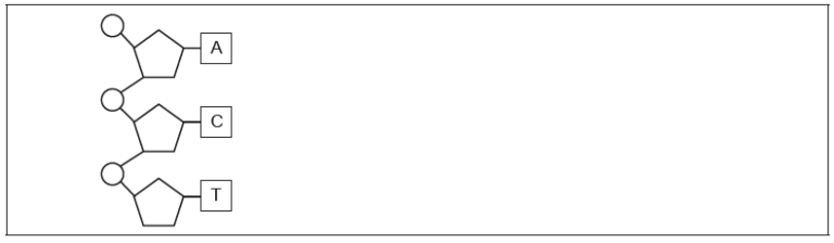 IB DP Biology A1.2 Nucleic acids-FA 2025- IB Style Questions For SL Paper 2