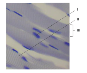 IB DP Biology- B2.3 Cell specialization -FA 2025- IB Style Questions ...