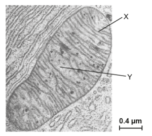 IB DP Biology A2.2 Cell structure-FA 2025- IB Style Questions For HL ...