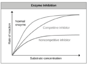 IB DP Biology- C1.1 Enzymes and metabolism -FA 2025- IB Style Questions ...