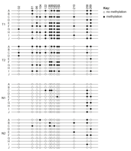 IB DP Biology- D2.2 Gene expression -FA 2025- IB Style Questions For HL ...