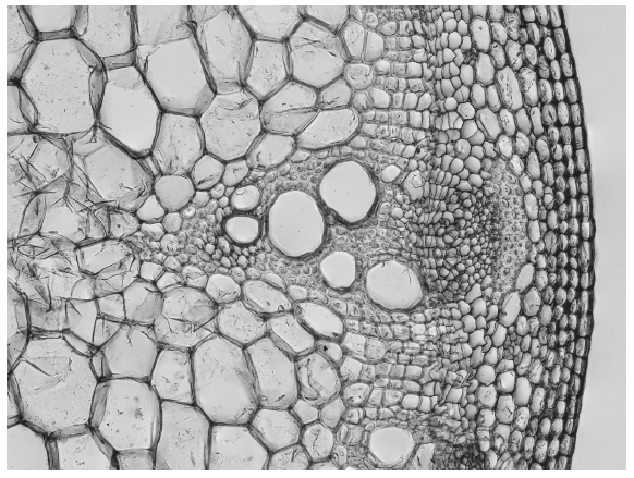 IB DP Biology A2.2 Cell structure- FA 2025- Question Bank SL Paper 1