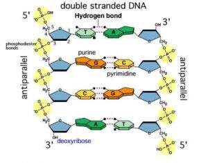 IBDP Biology 2025 SL&HL: A1.2 Nucleic acids Study Notes