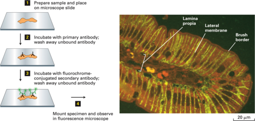 IB DP Biology Cellular Structure Study Notes