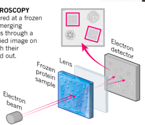 IB DP Biology Cellular Structure Study Notes