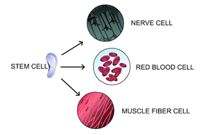 IB DP Biology Cellular Structure Study Notes