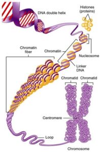 IBDP Biology 2025 SL&HL: A1.2 Nucleic acids Study Notes