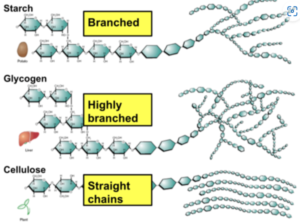 IBDP Biology 2025 SL&HL: B1.1 Carbohydrate and Lipid Study Notes