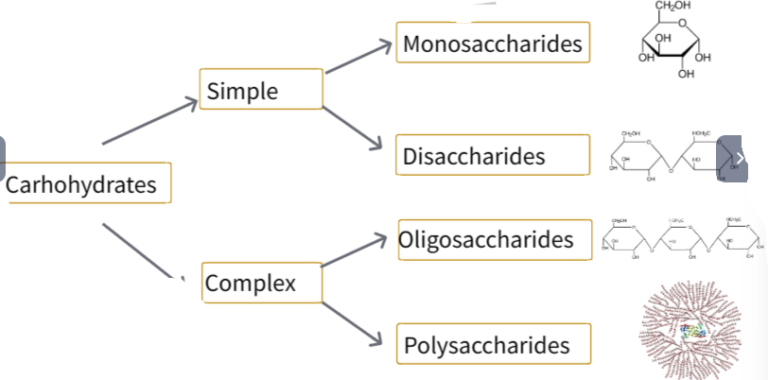 IBDP Biology 2025 SL&HL: B1.1 Carbohydrate and Lipid Study Notes