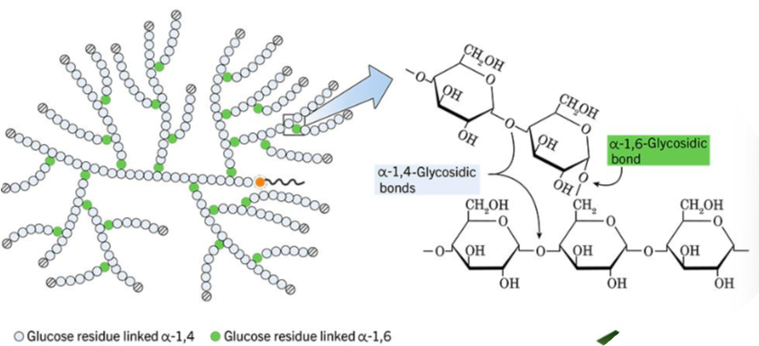 IBDP Biology 2025 SL&HL: B1.1 Carbohydrate and Lipid Study Notes