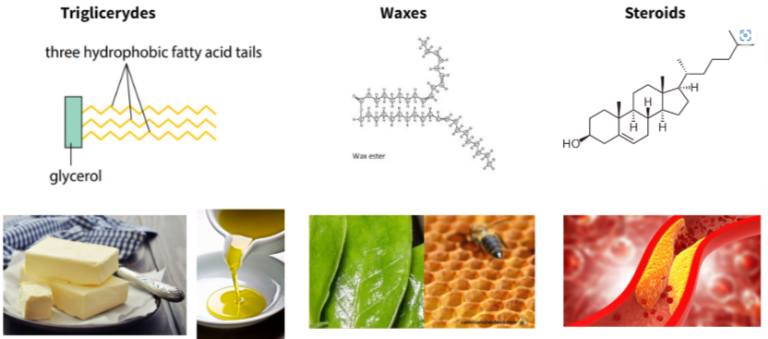 IBDP Biology 2025 SL&HL: B1.1 Carbohydrate and Lipid Study Notes