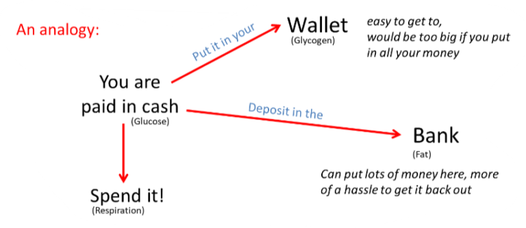 IBDP Biology 2025 SL&HL: B1.1 Carbohydrate and Lipid Study Notes