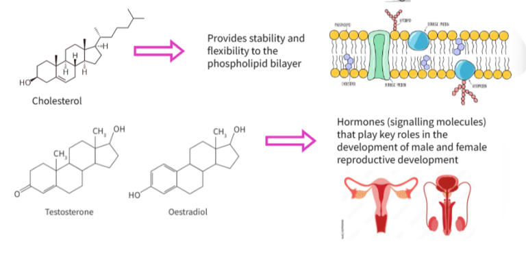 IBDP Biology 2025 SL&HL: B1.1 Carbohydrate and Lipid Study Notes
